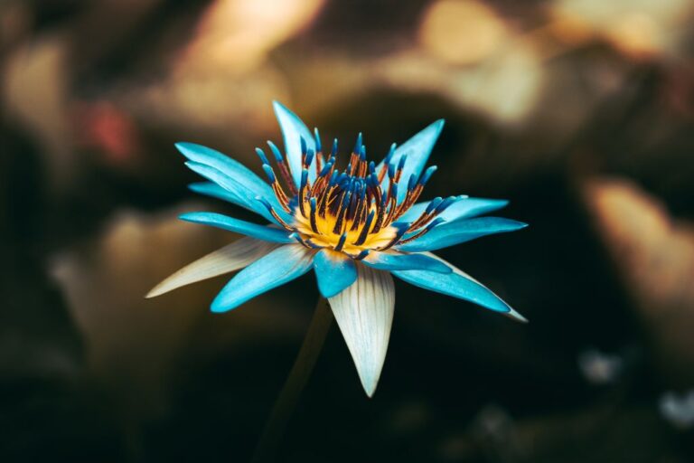 Blue Lotus Tea: Benefits That You Should Know