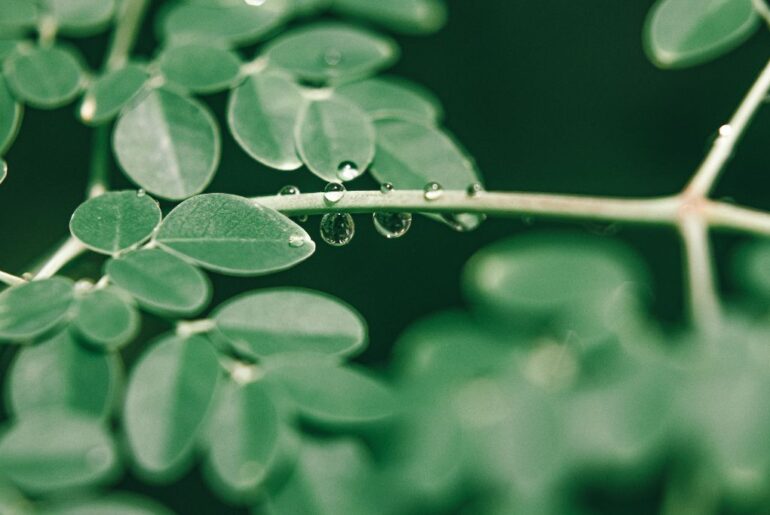 How to Make Moringa Tea | Teajoy | Tea Joy