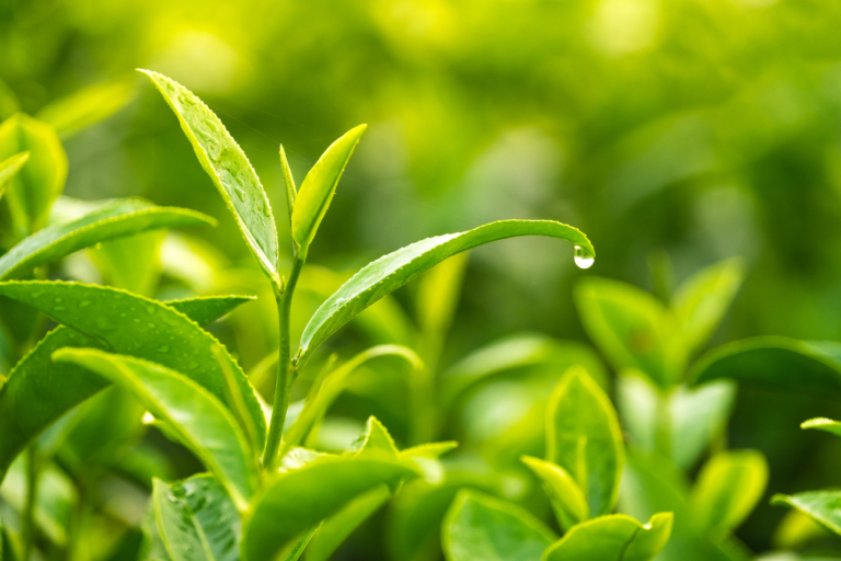 The Ultimate Guide to the Best Tea for Liver Detox | Tea Joy