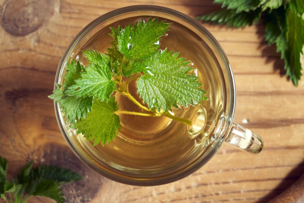 Embrace Nature’s Bounty: Homemade Nettle Tea Recipe Guide